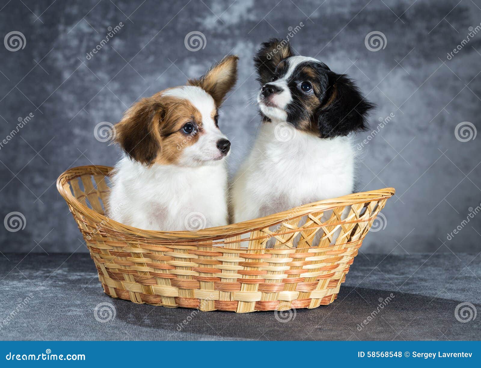 Two funny Papillon puppy stock photo. Image of domestic - 58568548