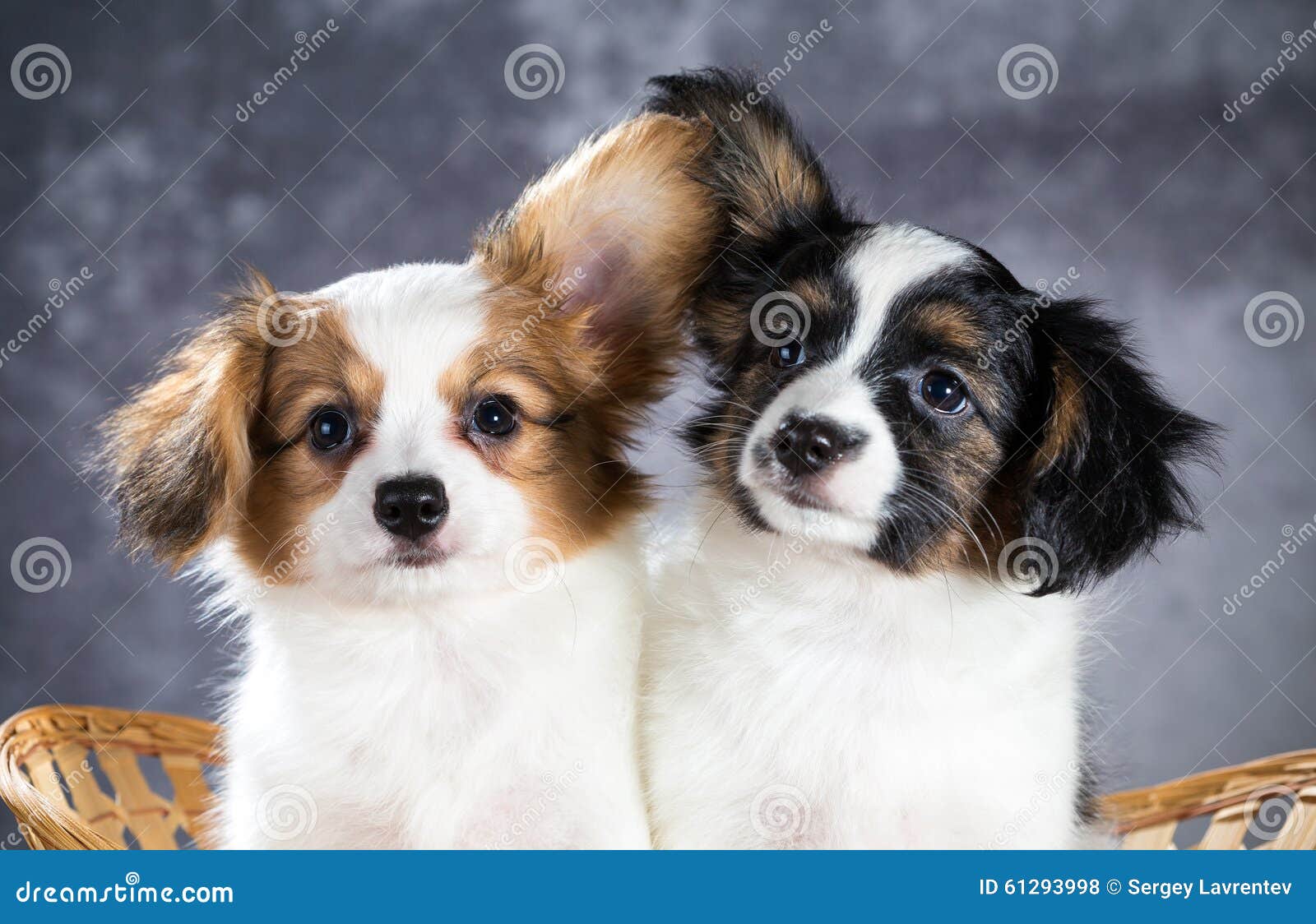 Two funny Papillon puppy stock photo. Image of purebred - 61293998