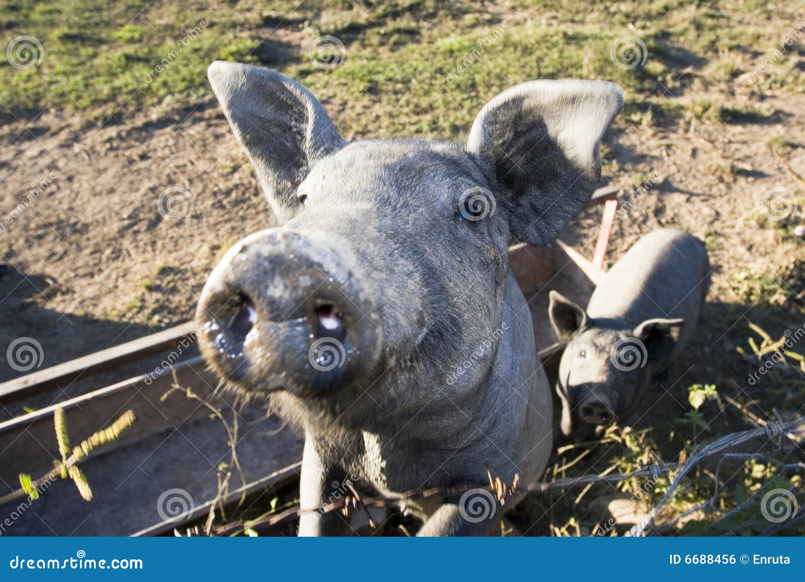 Two funny pigs stock photo. Image of farmland, closeup - 6688456