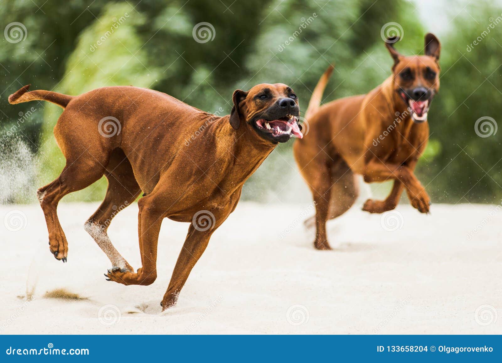 Rhodesian Ridgebacks Stock Image | CartoonDealer.com #33498859