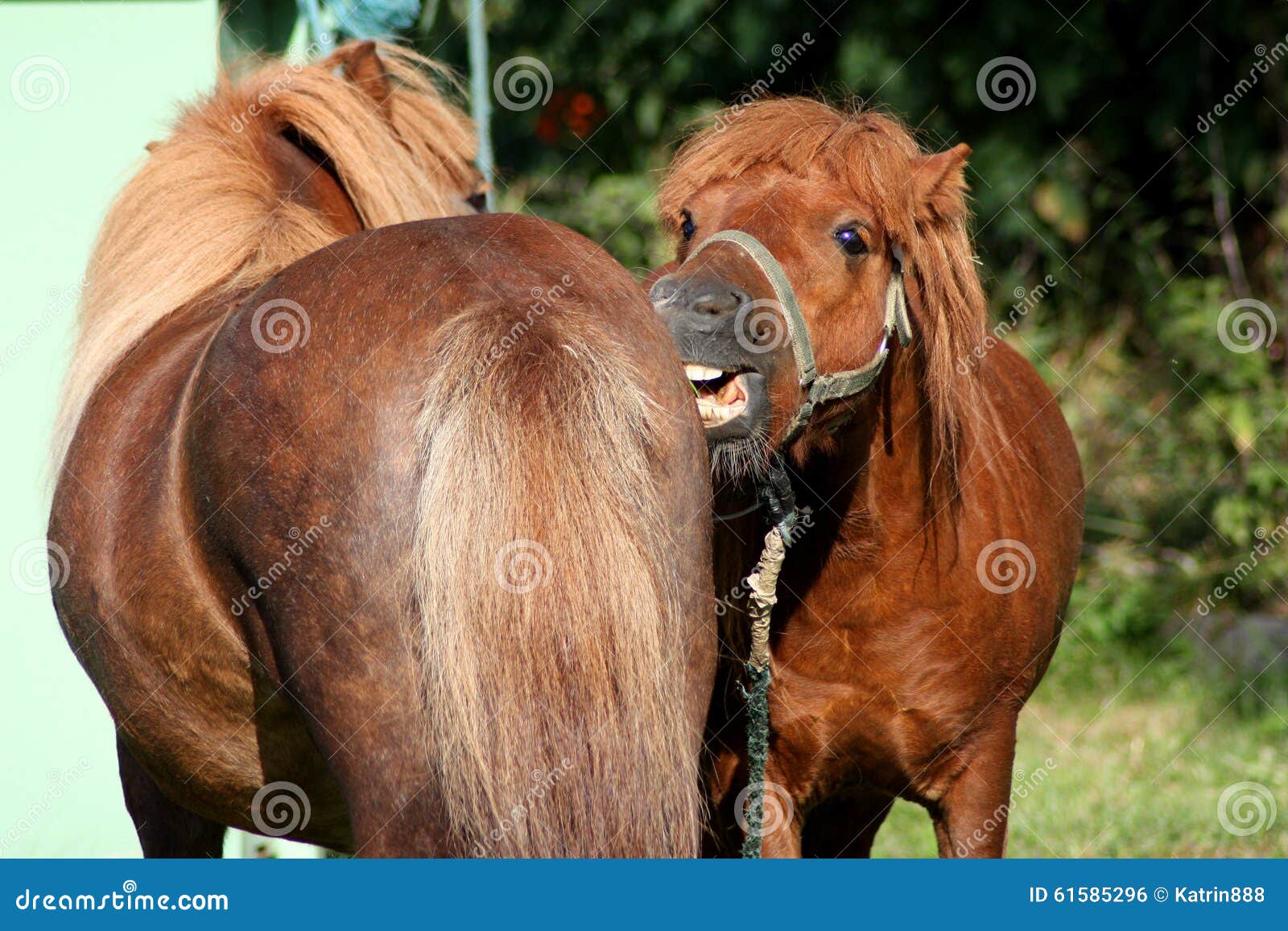 Two funny pony stock photo. Image of freedom, horse, double - 61585296