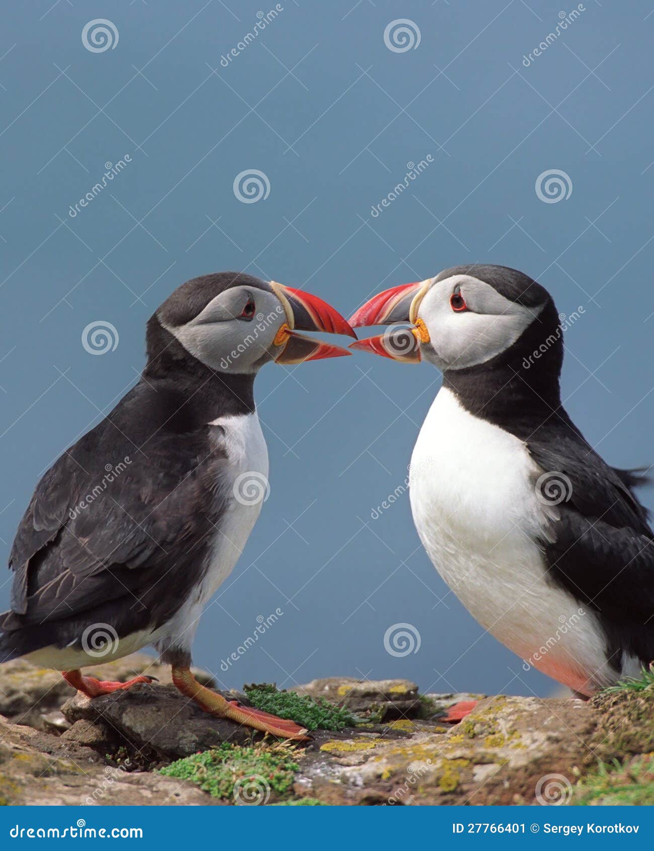 Two funny puffins stock image. Image of wild, bird, communication ...