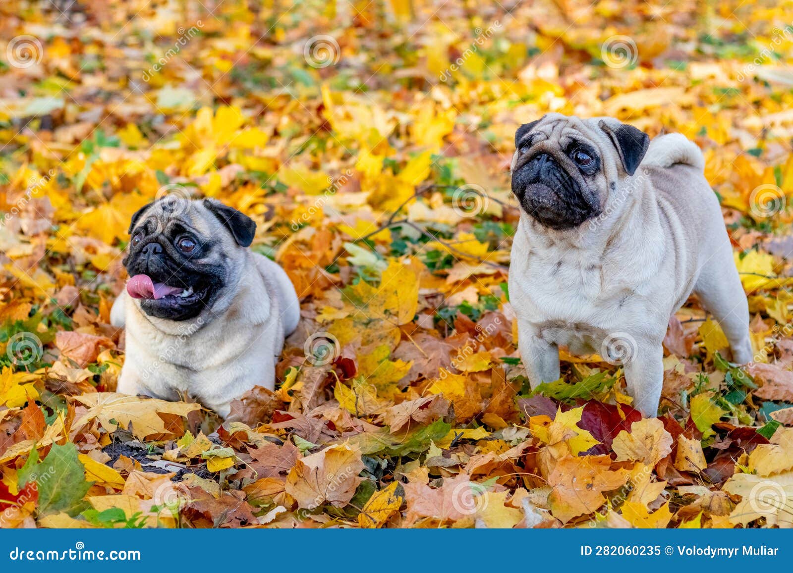 Two Funny Pug Dogs in the Park in the Fall on the Fallen Leaves Stock ...