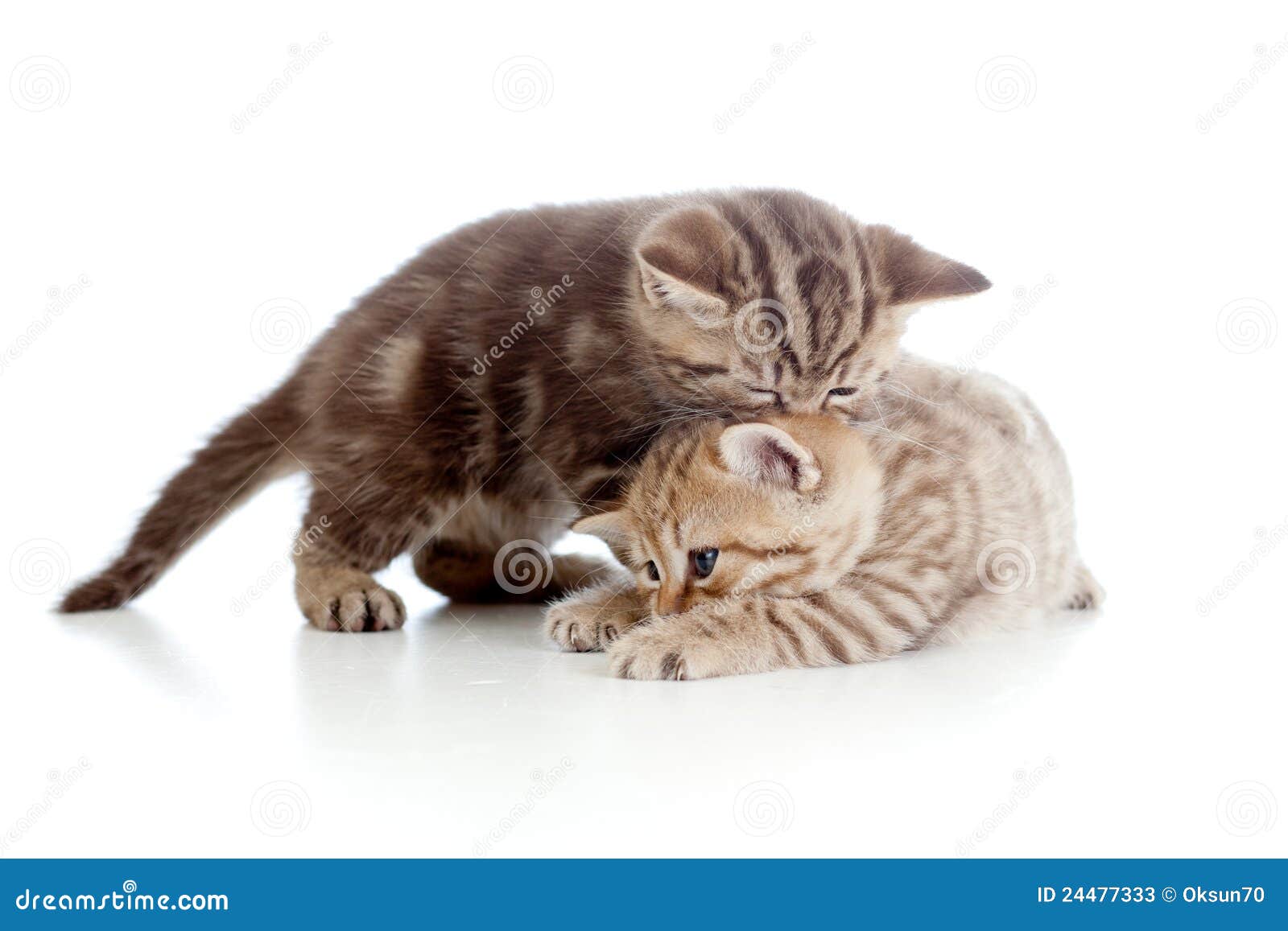 Two Funny Small Kittens Playing With Each Other Stock Image - Image of ...