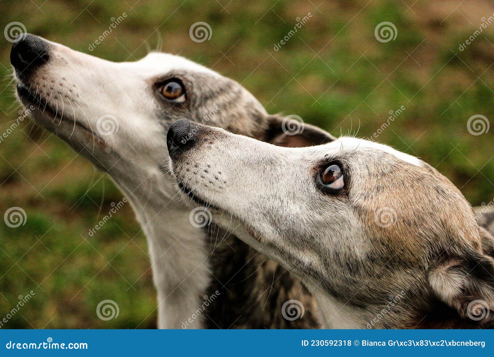 Two Small Whippets are Looking Up To the Sky Stock Photo - Image of ...