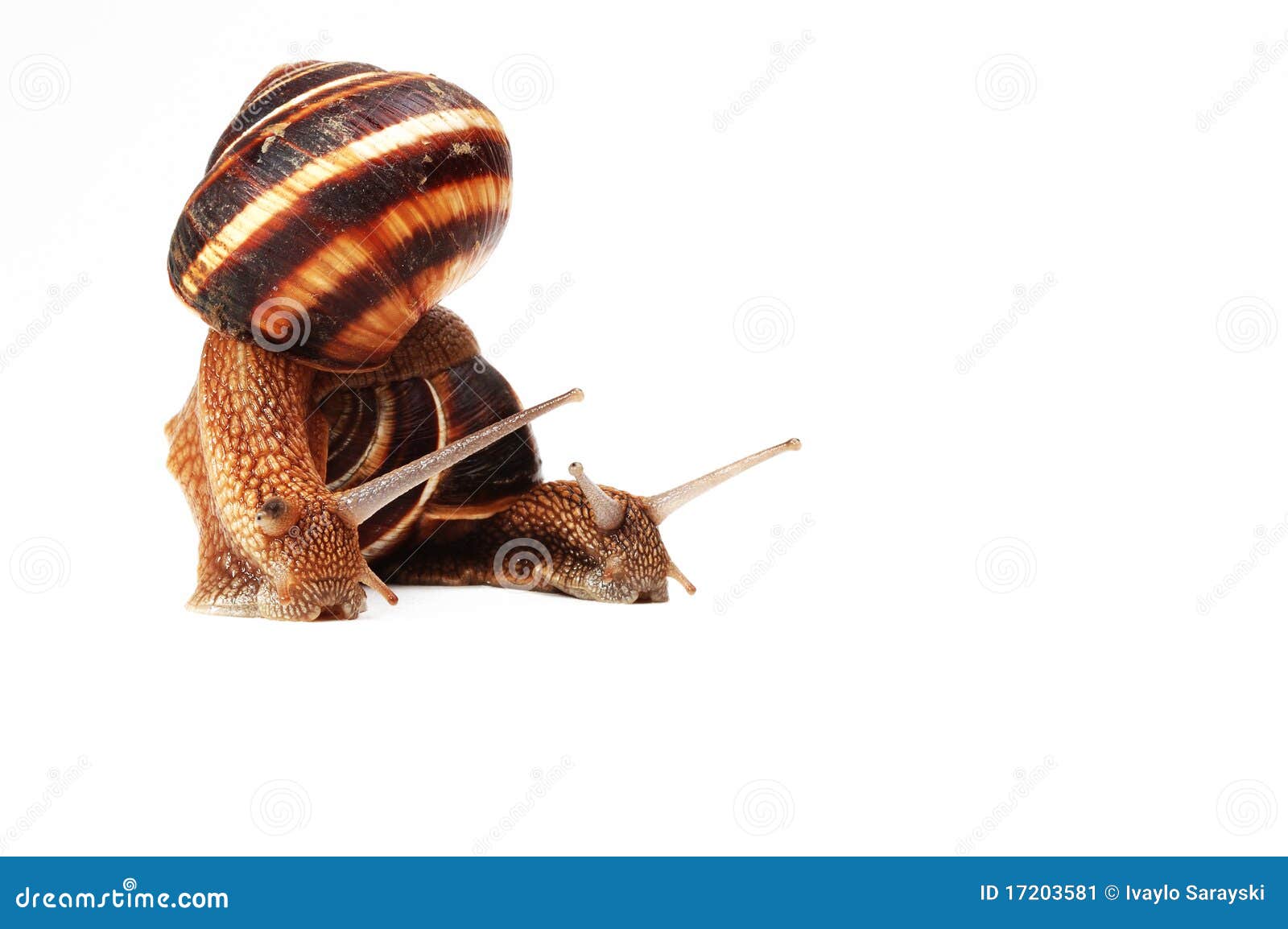 Two funny snails stock image. Image of invertebrate, looking - 17203581