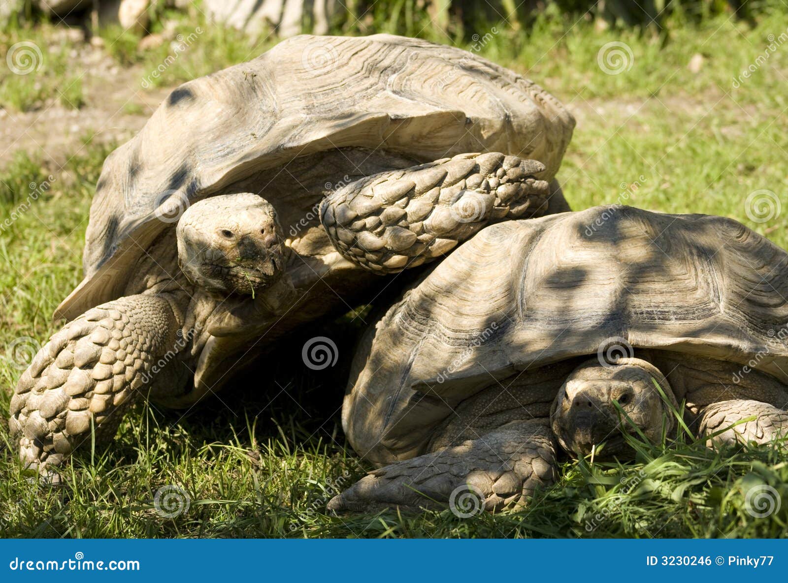 Two funny turtles stock photo. Image of playful, summer - 3230246