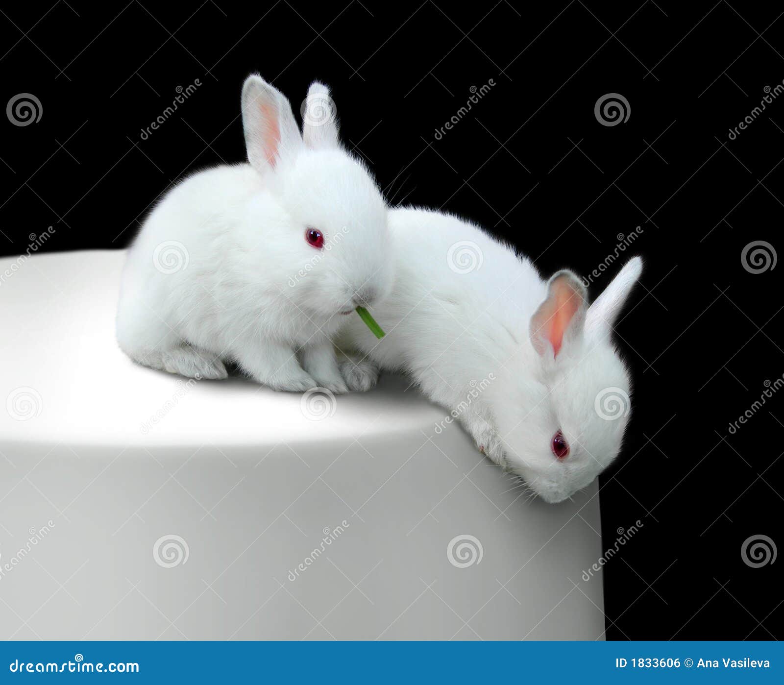 Cute White Baby Rabbits