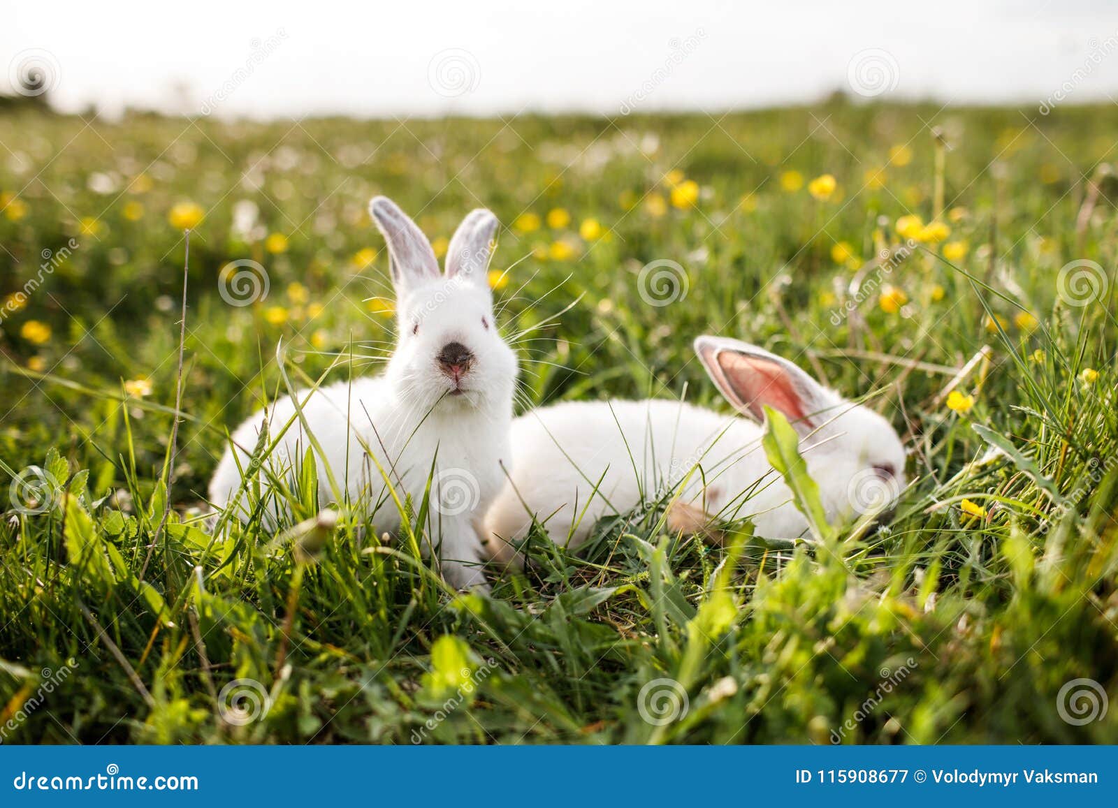 Baby White Rabbit in Spring Green Grass Background Stock Image - Image ...