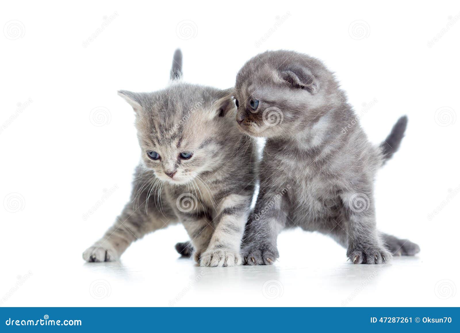 Two Funny Young Cat Kittens Play Together Stock Image - Image of ...