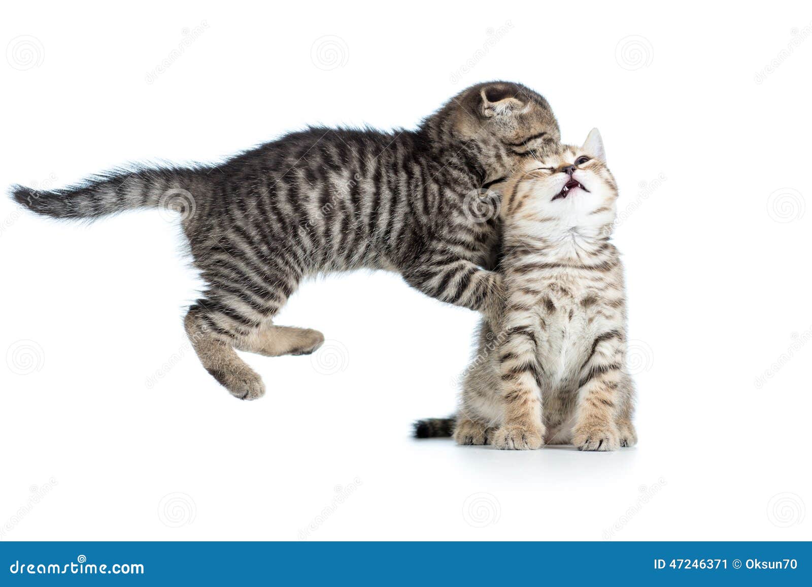 Two Funny Young Kittens Play Together Stock Image - Image of pedigreed ...