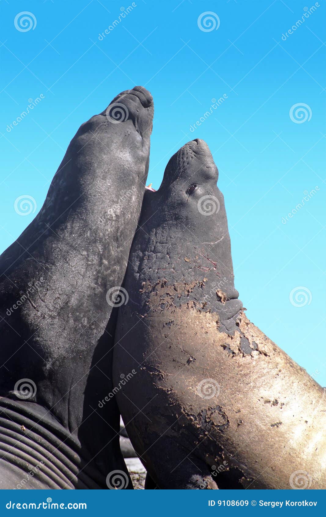 Two fur seal stock image. Image of water, travel, atlantic - 9108609