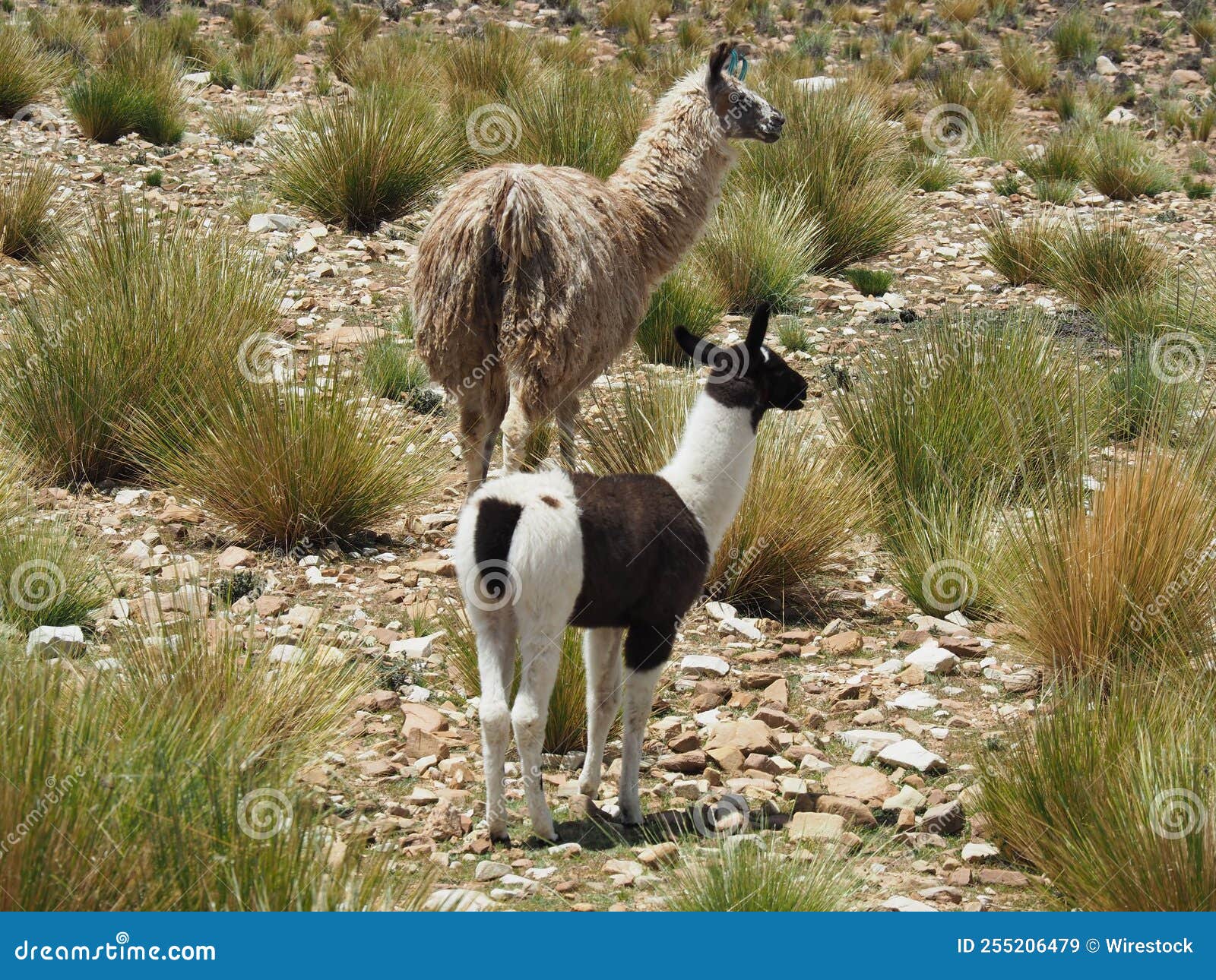 Furry Llamas in the Field with Green Bushes Stock Image - Image of wool ...
