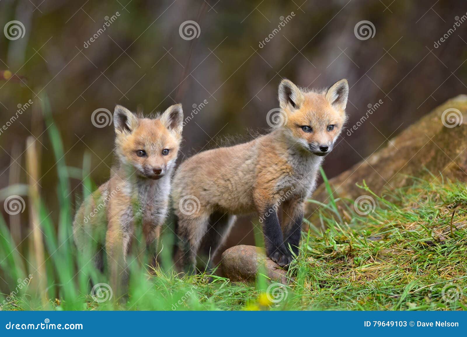 Two fuzzy red fox kits stock image. Image of alert, grass - 79649103