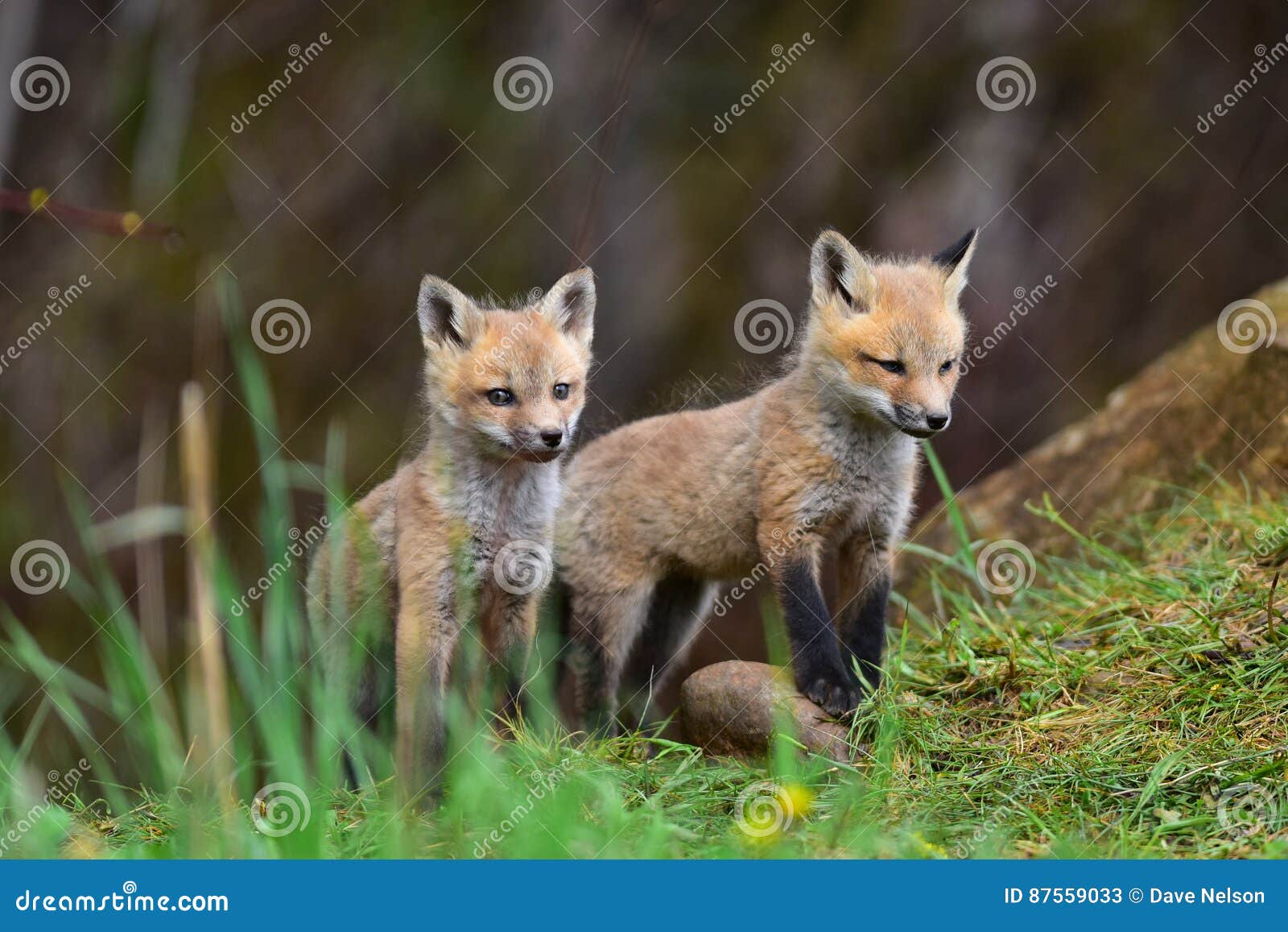 Two fuzzy red fox kits stock image. Image of young, looking - 87559033