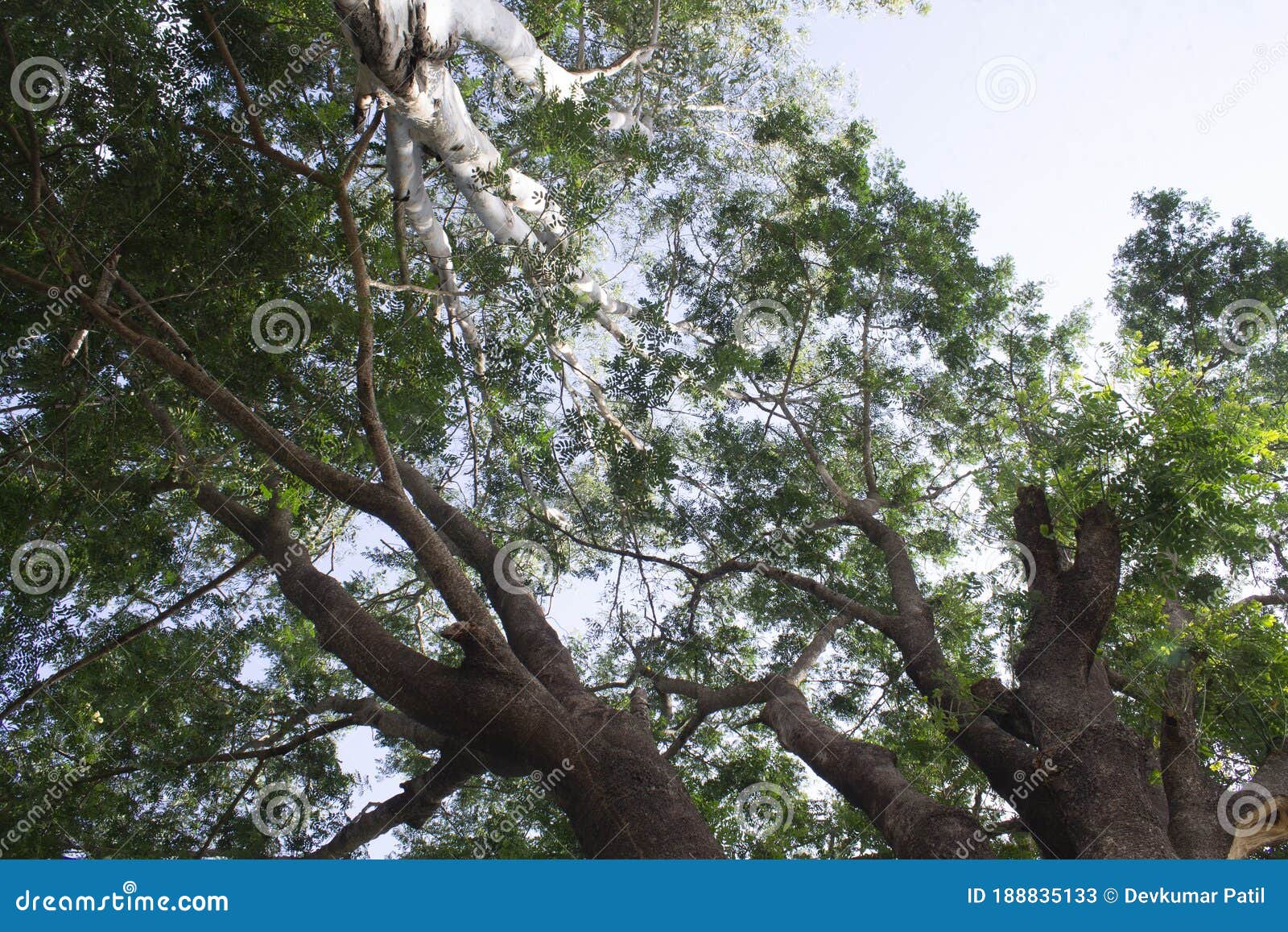 Two Big Trees Touch the Sky Stock Image - Image of label, kiss: 188835133