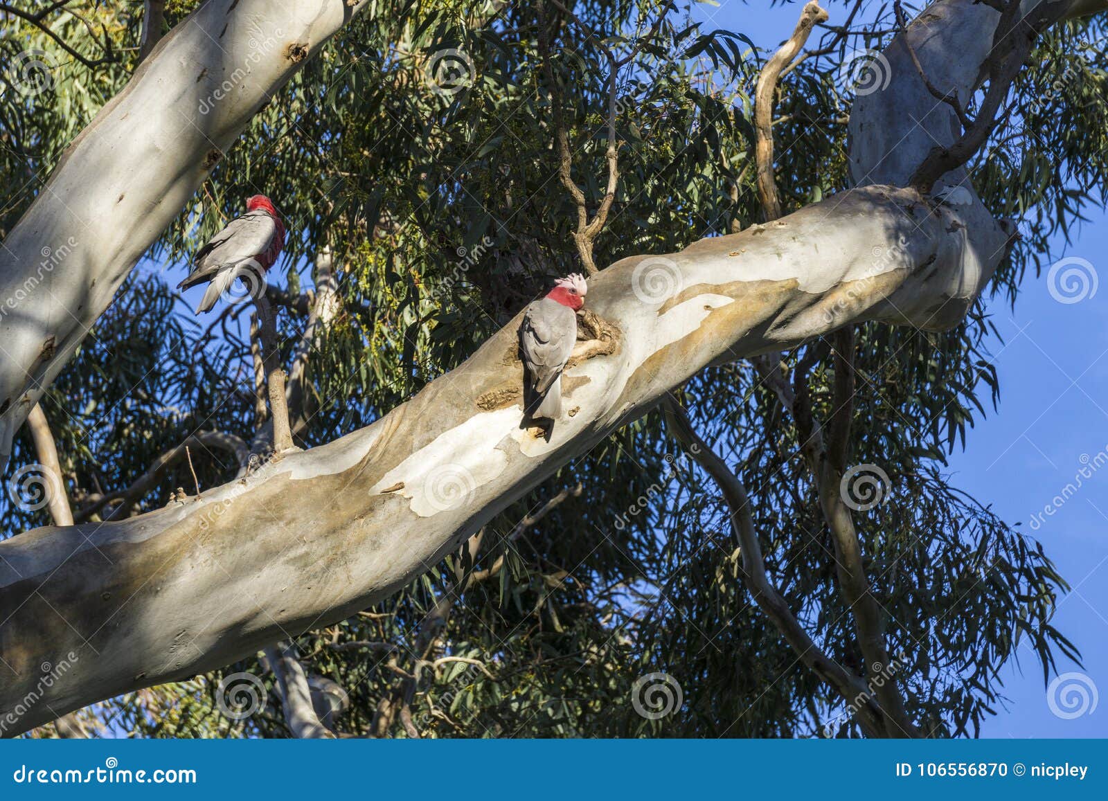 Two galah`s in a tree stock photo. Image of reflection - 106556870