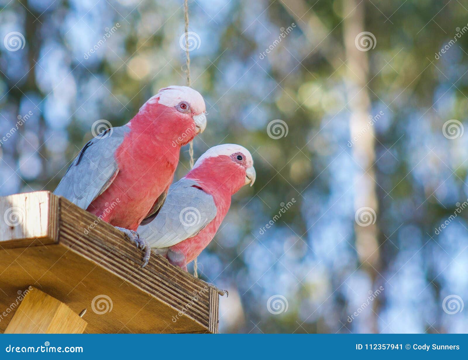 Two galahs stock image. Image of animal, pinkbird, australia - 112357941