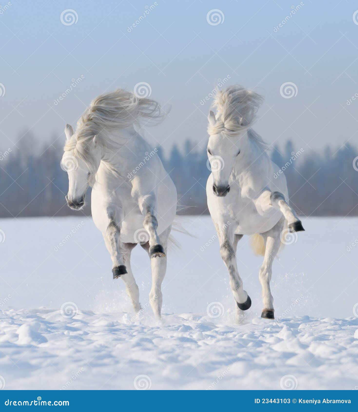 Images Of White Horses In Snow