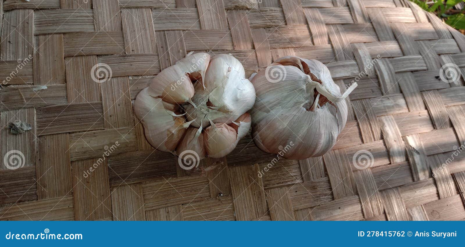 Two garlics stock photo. Image of carving, pumpkin, garlics - 278415762