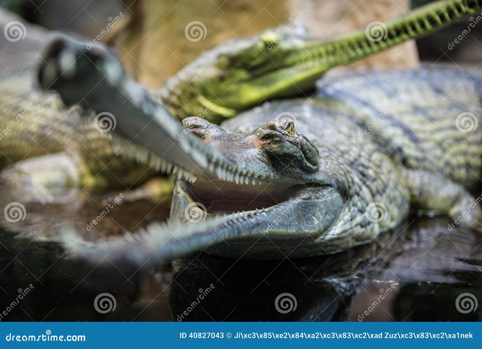 Two gavials stock image. Image of danger, wild, gharial - 40827043