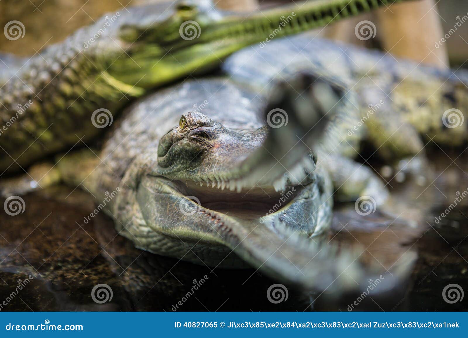 Two gavials stock image. Image of brown, tooth, gavial - 40827065