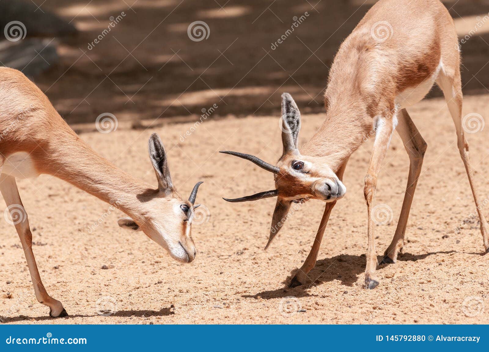 Two Gazelles are Fighting on the Sand Stock Photo - Image of contention ...