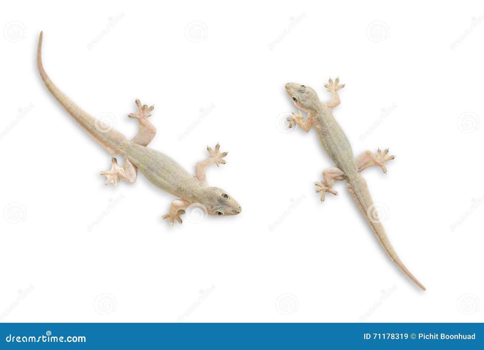 Two Gecko Isolate on White with Clipping Path Stock Image - Image of gecko, lizard: 71178319