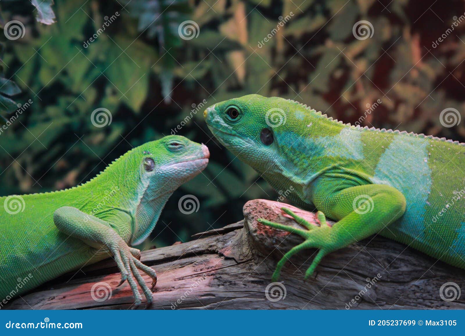 Two Geckos Look at Each Other Stock Image - Image of look, geckos ...