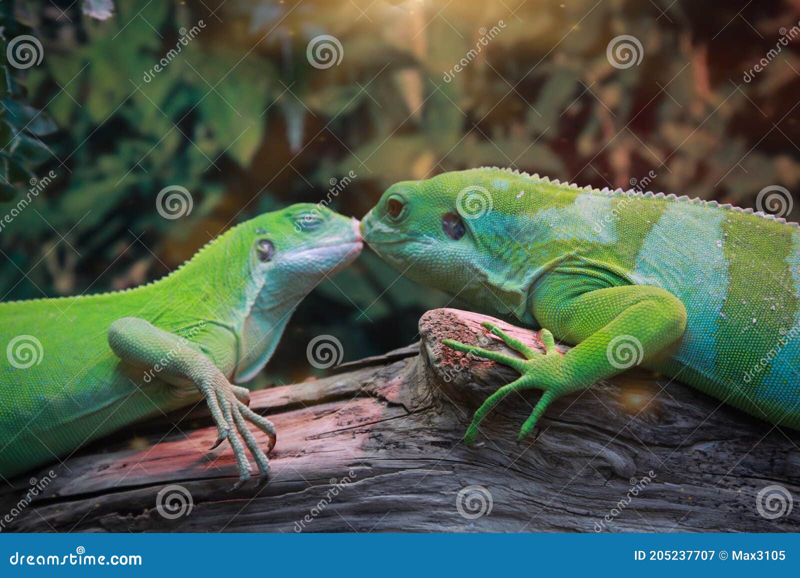 Two Geckos Look at Each Other Stock Image - Image of kiss, look: 205237707