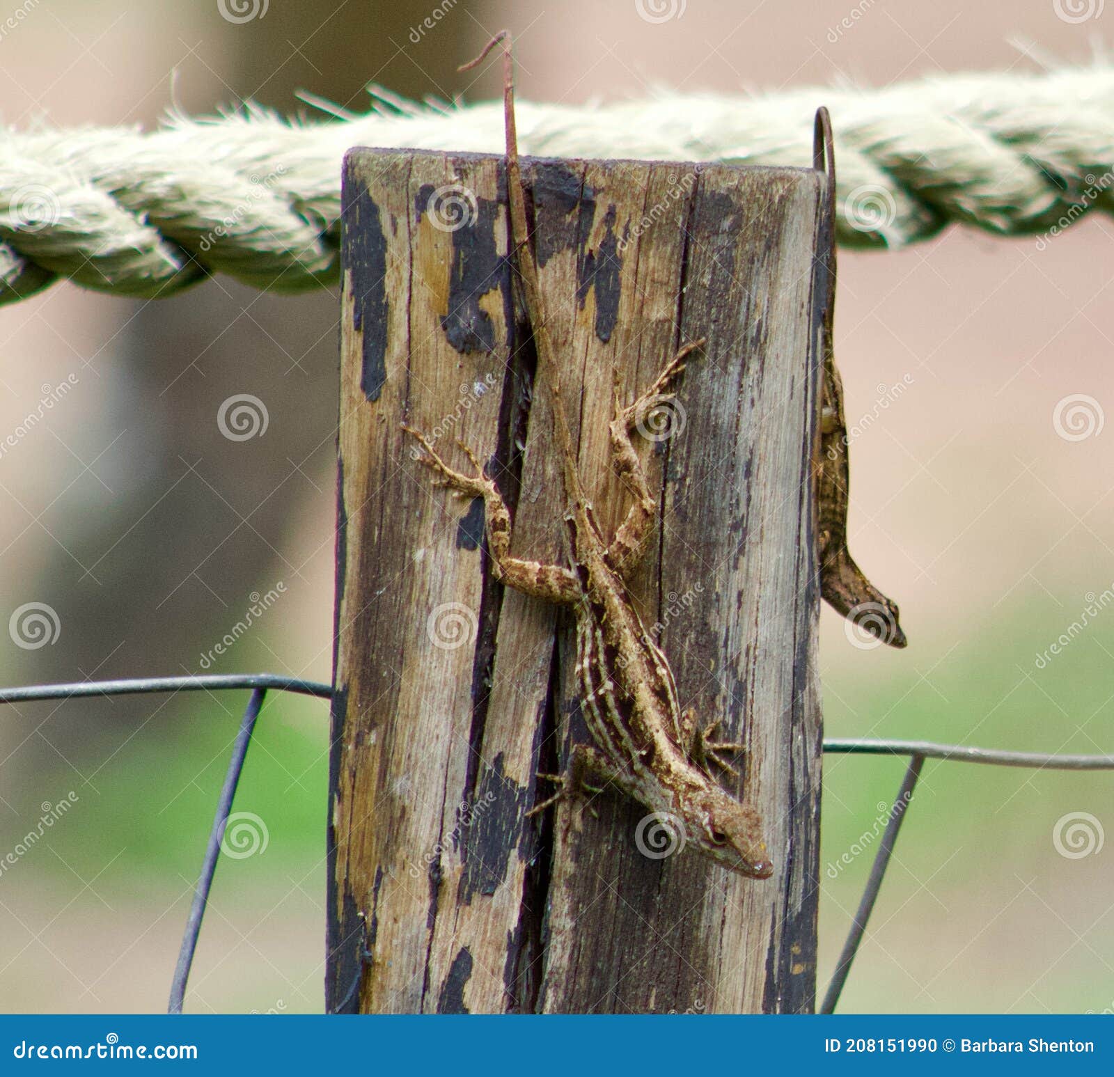 Geckos Hanging Stock Photos - Free & Royalty-Free Stock Photos from ...