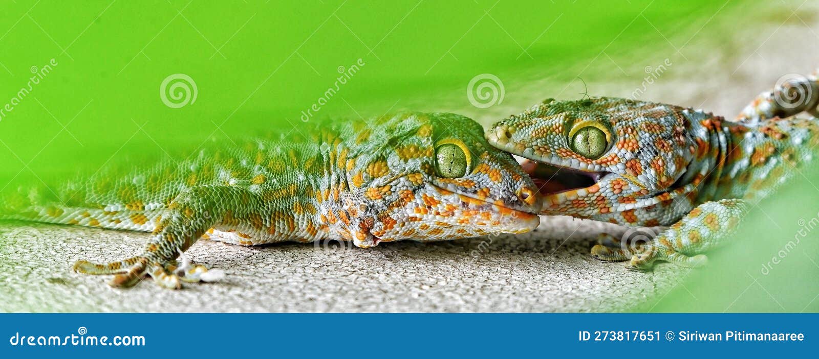 Two Geckos Wrapped in an Embrace on the Wall Stock Image - Image of ...