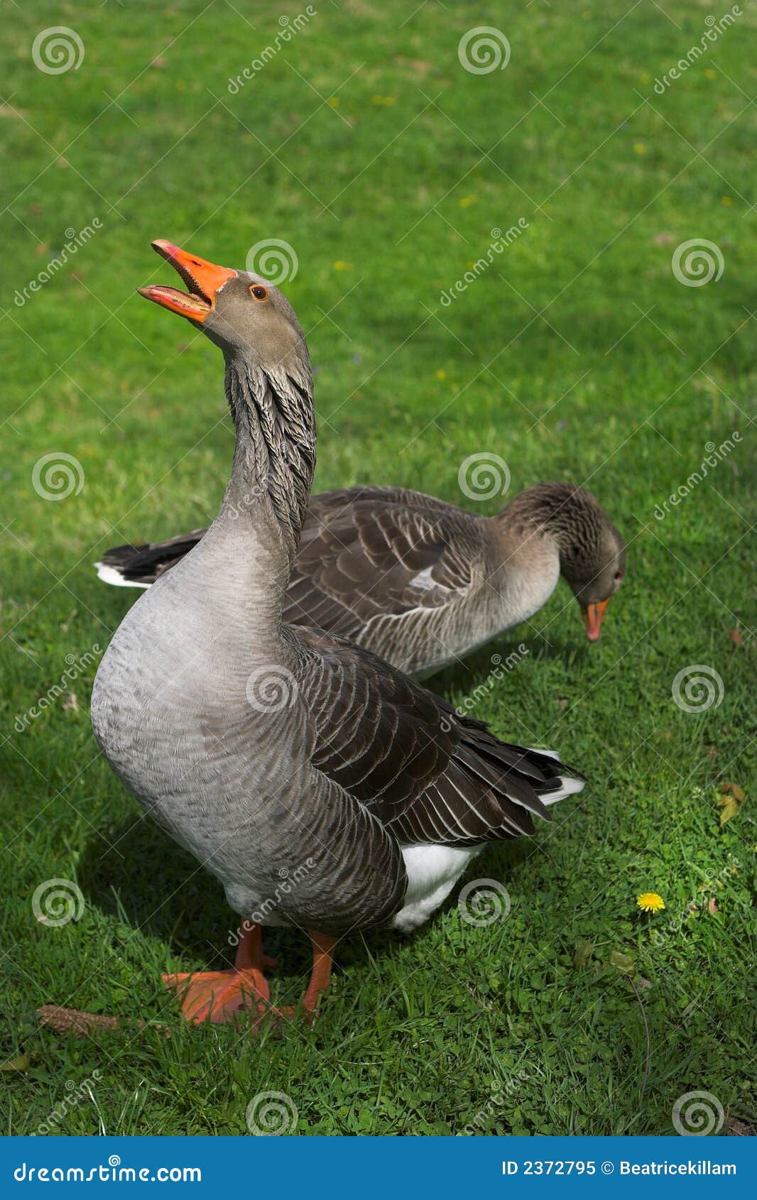 Two Geese stock image. Image of nature, goose, bird, food - 2372795