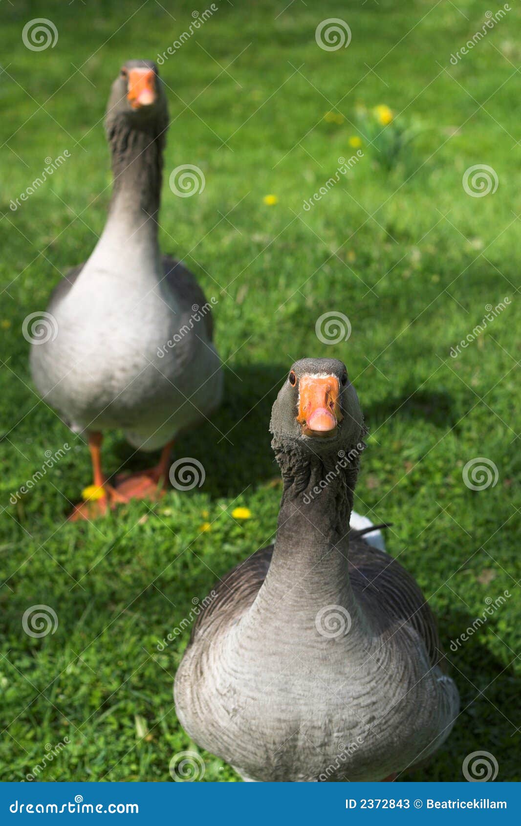 Two Geese stock image. Image of beak, farm, birds, feathers - 2372843