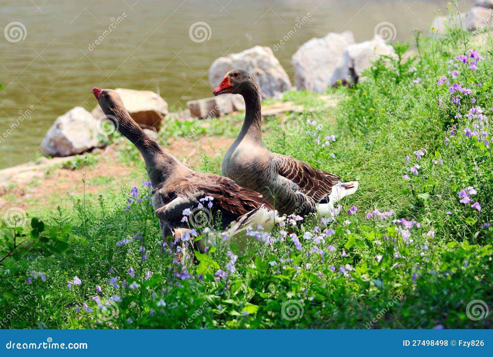 Two Geese stock photo. Image of beaks, grass, beak, fluffy - 27498498