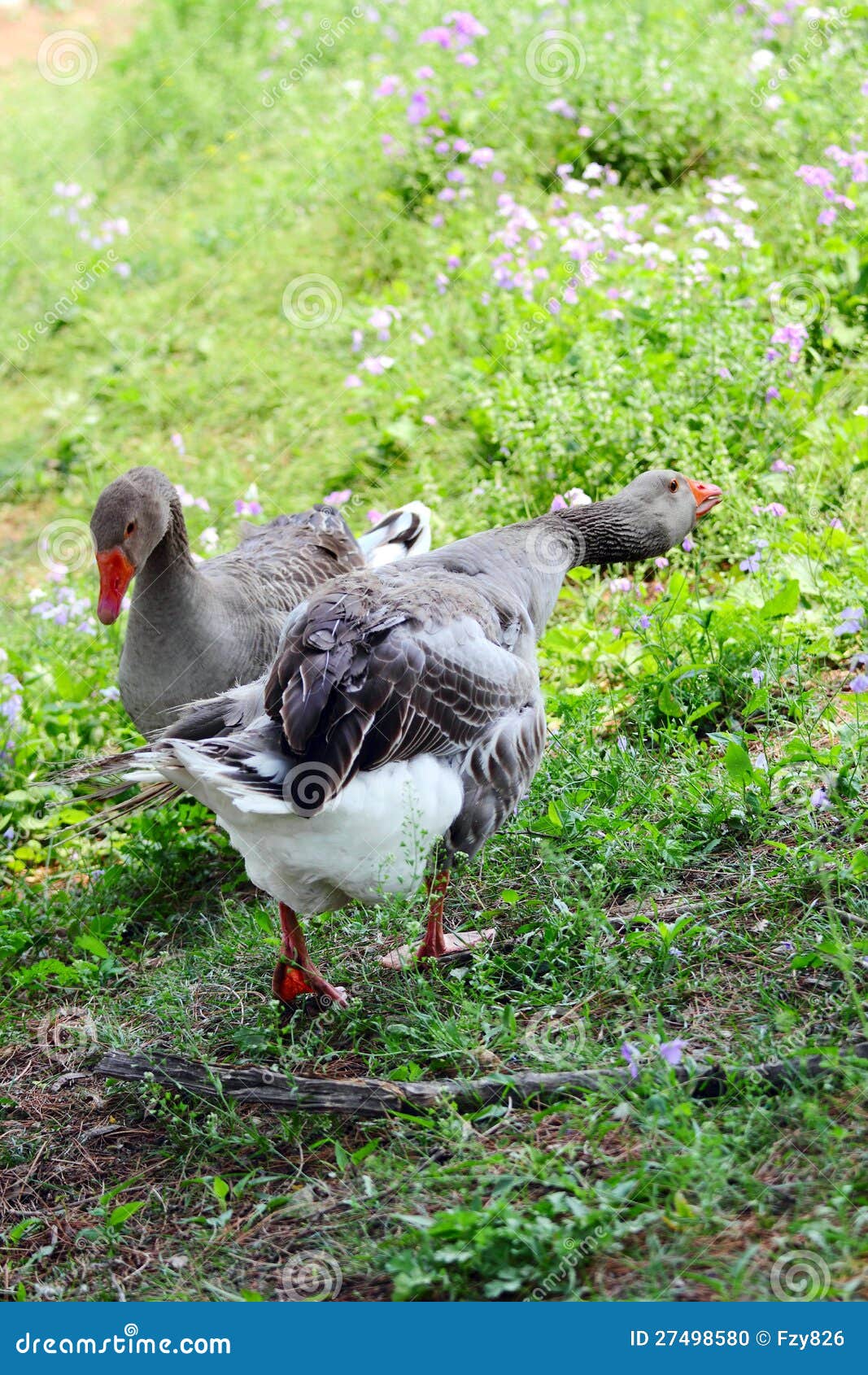 Two Geese stock photo. Image of duckling, beak, river - 27498580