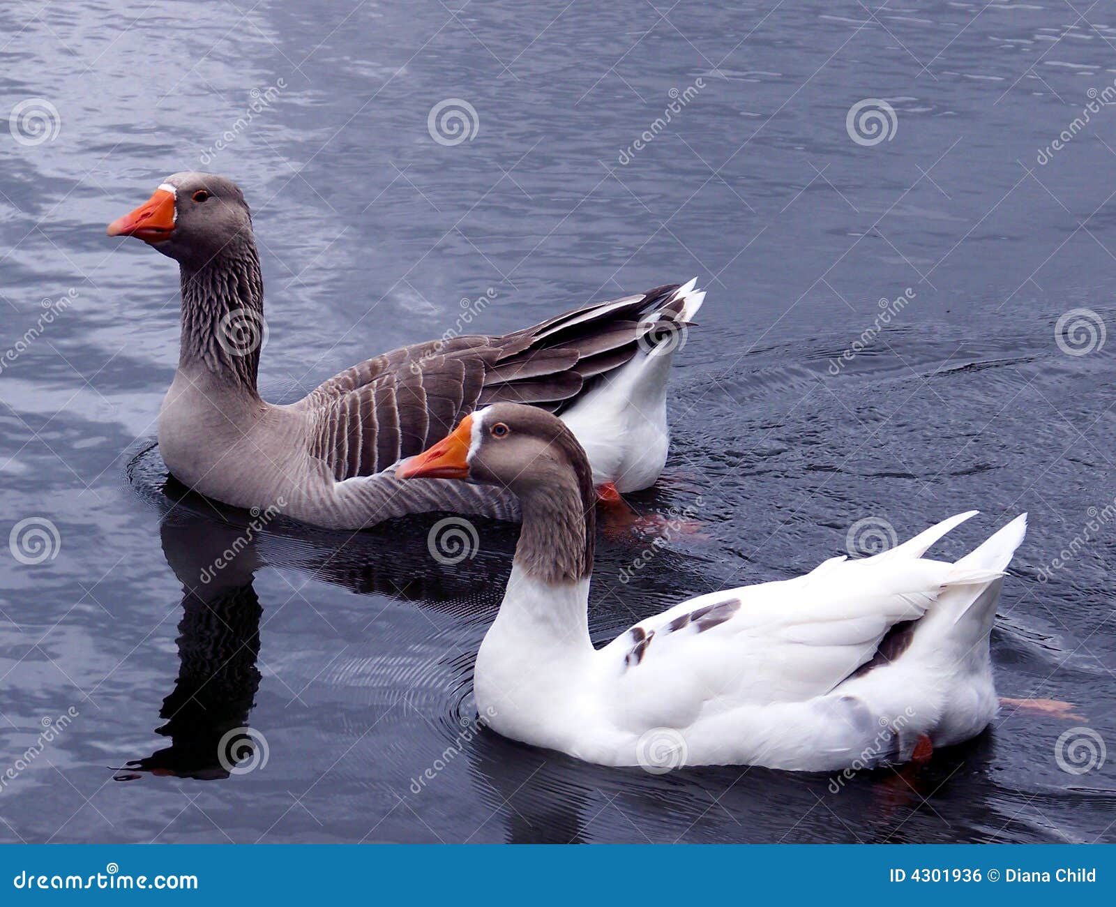 Two geese stock photo. Image of outdoors, colorful, swim - 4301936
