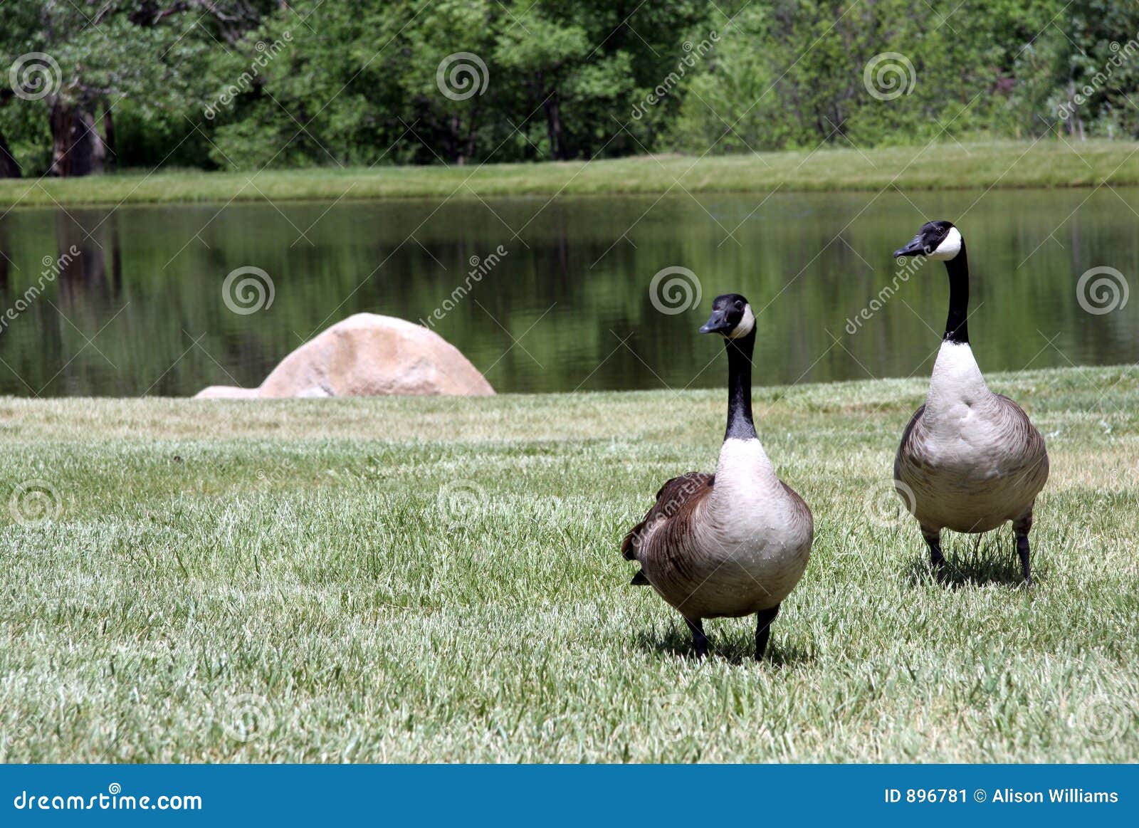 Two Geese stock image. Image of feathers, rock, pond, lake - 896781