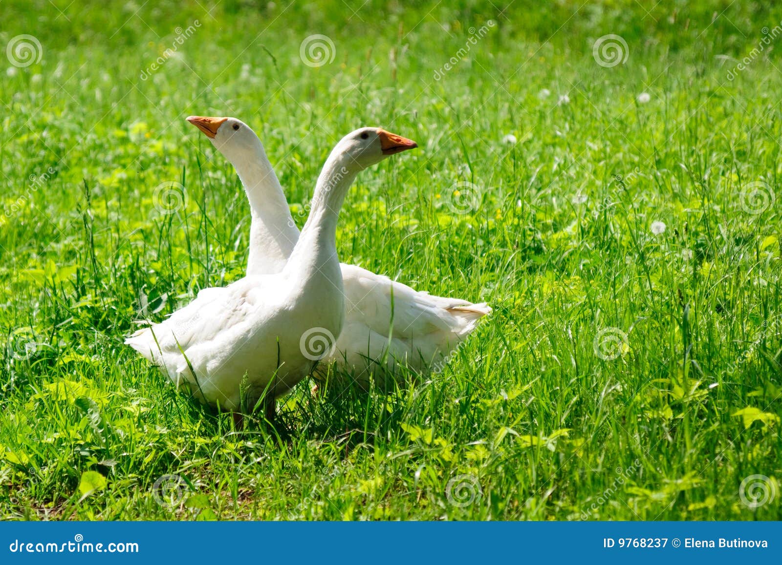 Two geese stock image. Image of feather, livestock, poultry - 9768237