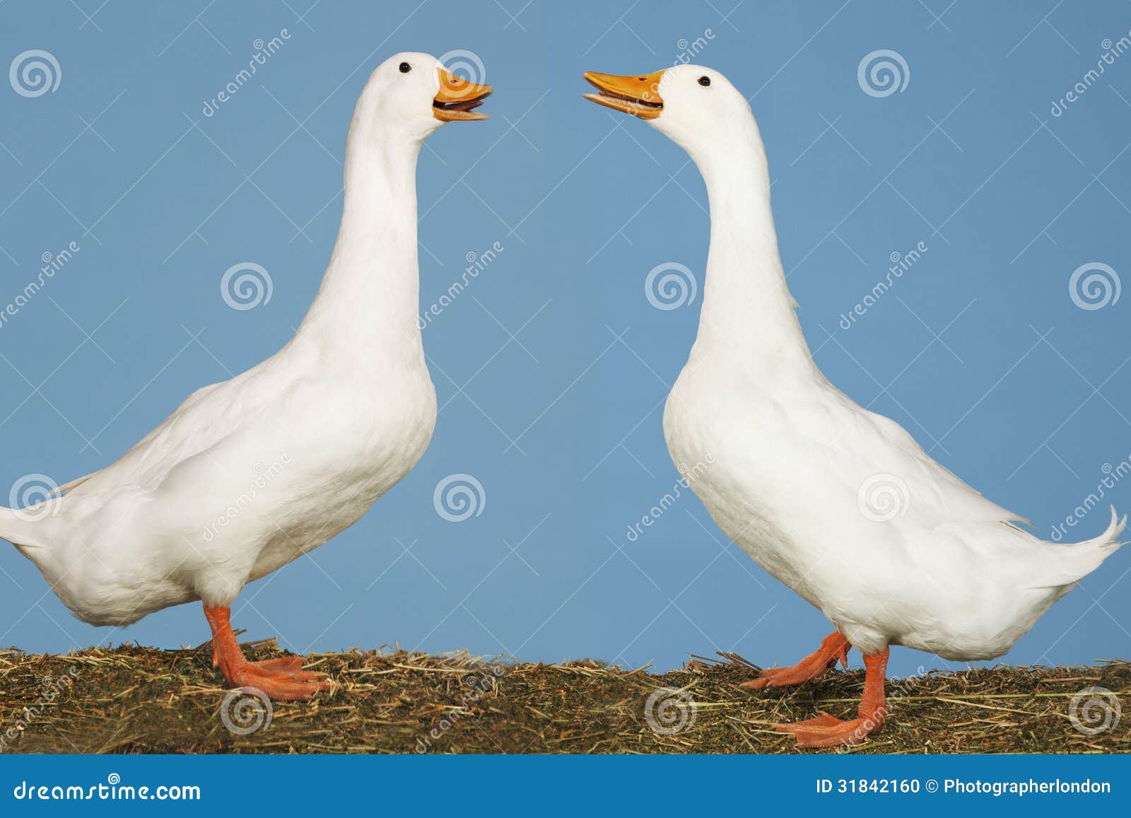 Two Geese Against Blue Sky stock photo. Image of standing - 31842160