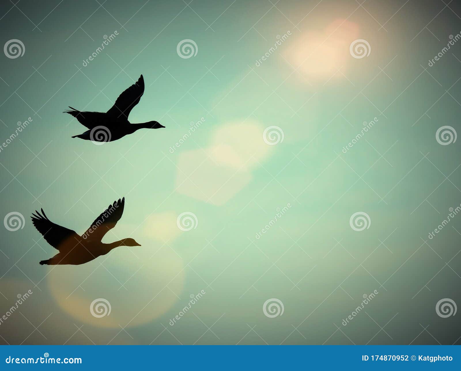 Two Geese Birds Flying through a Sun Flare in the Blue Sky Stock Photo ...