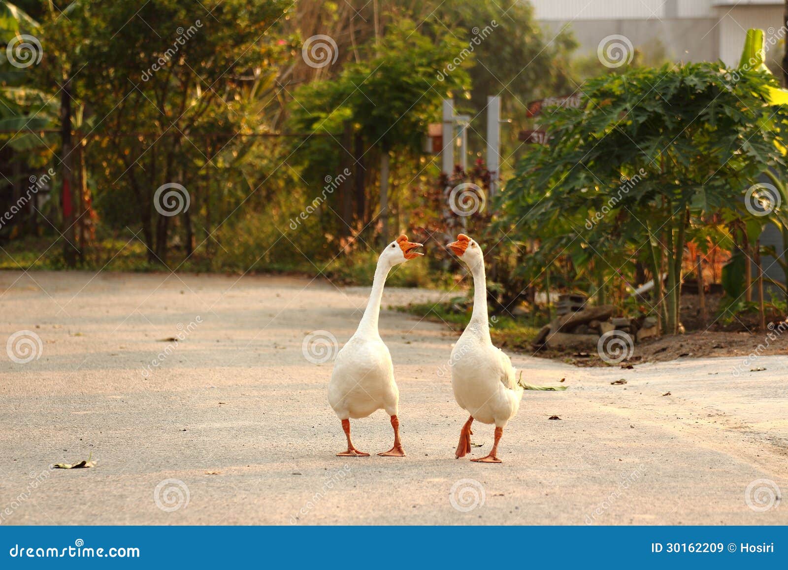Goose stock image. Image of country, goose, love, pair - 30162209