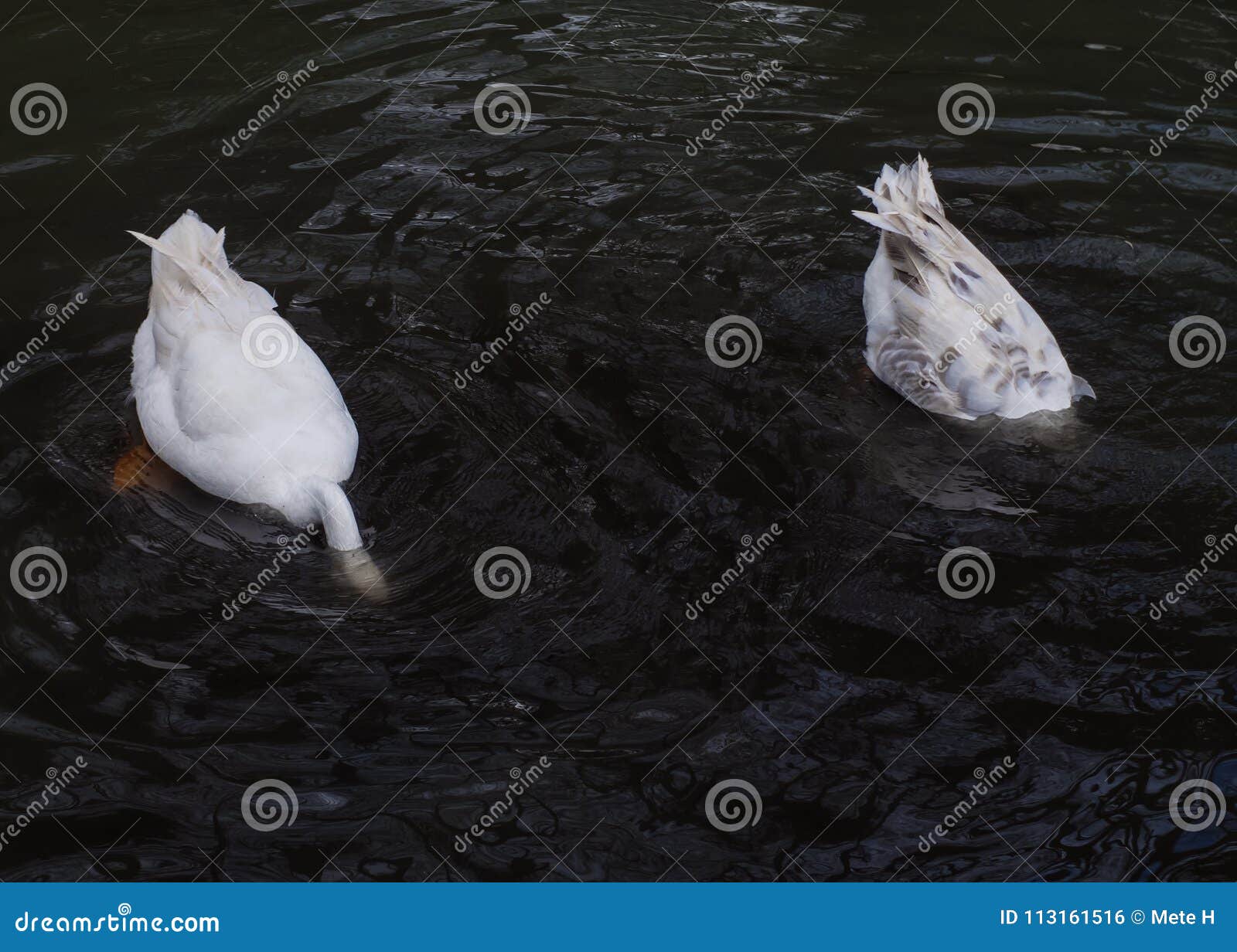Diving geese stock photo. Image of outdoor, hungry, nature - 113161516