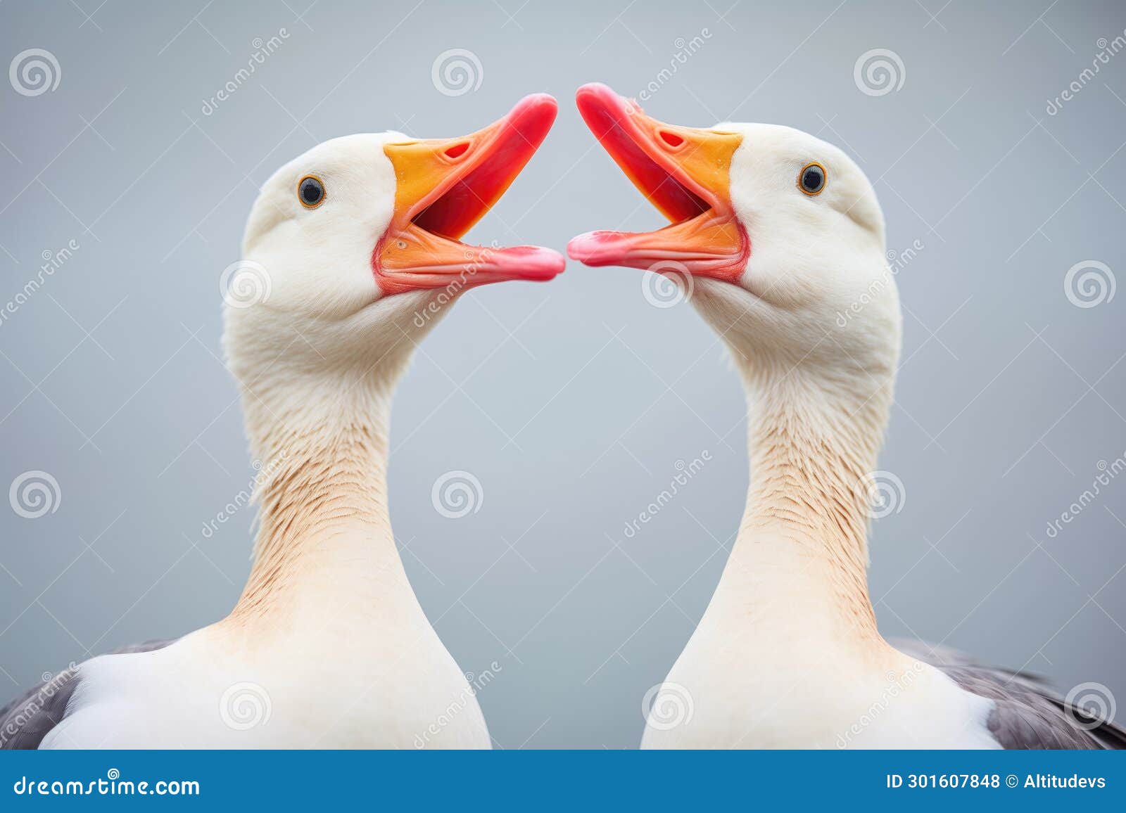 Two Geese Facing Each Other Honking Stock Photo - Image of pond ...