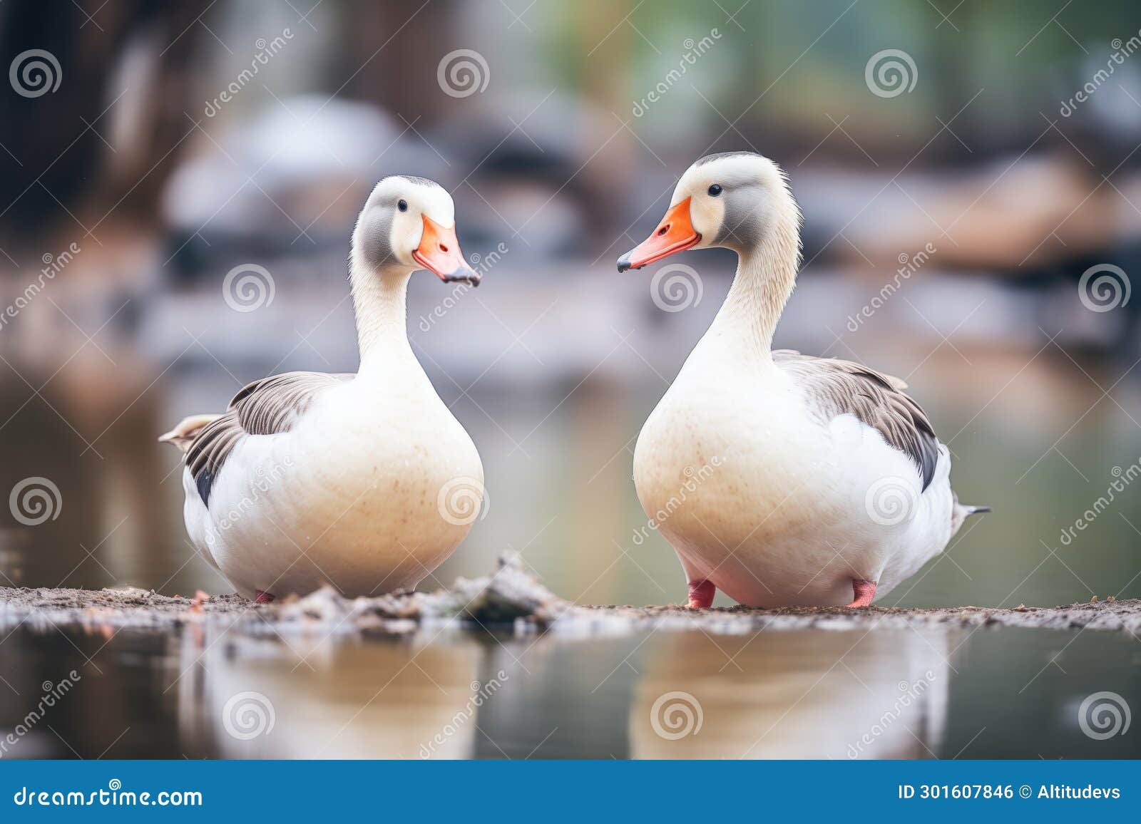Two Geese Facing Each Other Honking Stock Photo - Image of birds ...