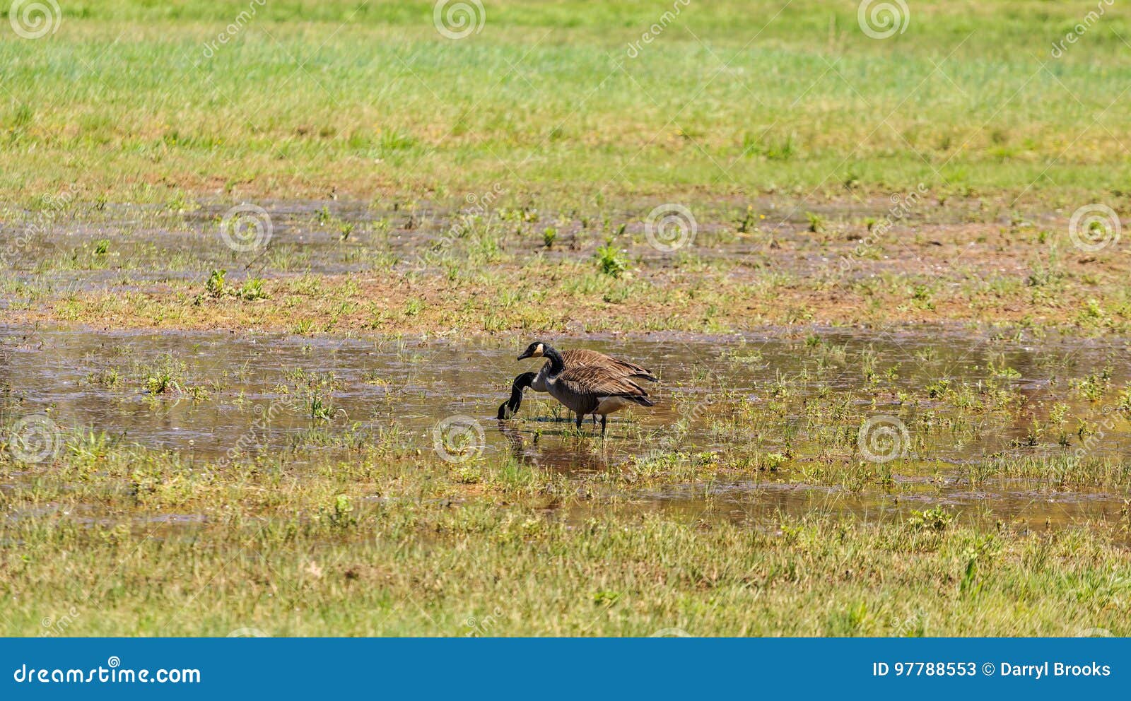 Two Geese Feeding in Meadow Stock Image - Image of bird, goose: 97788553