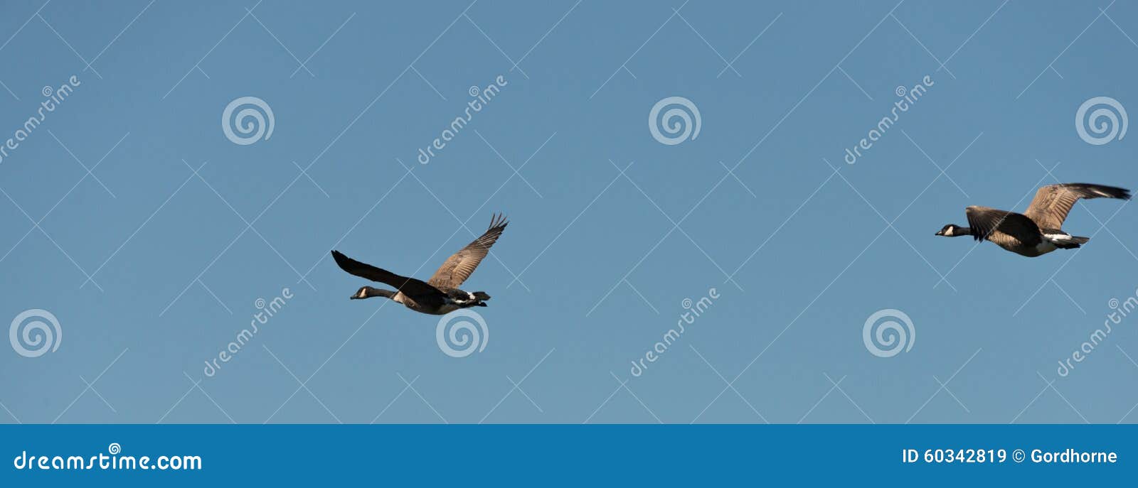 Two Geese Flying on a Blue Sky Stock Image - Image of bird, ontario ...
