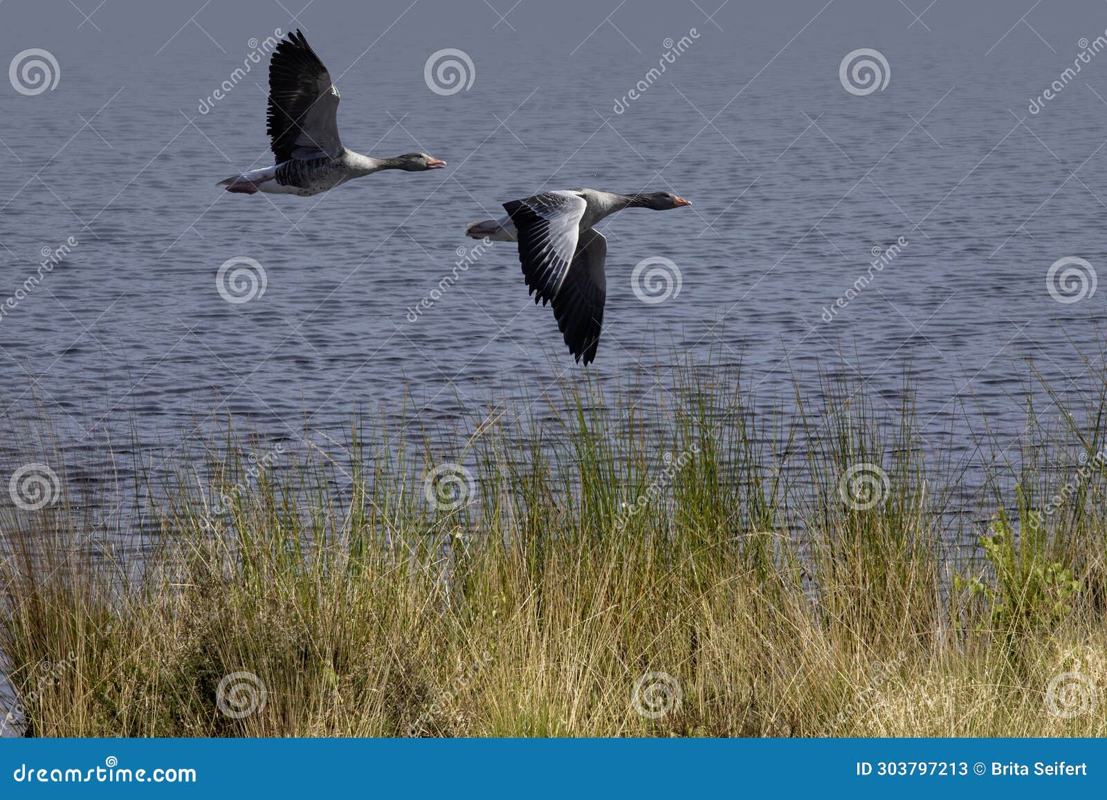 Two Geese Flying Over the Sea Stock Image - Image of face, beach: 303797213