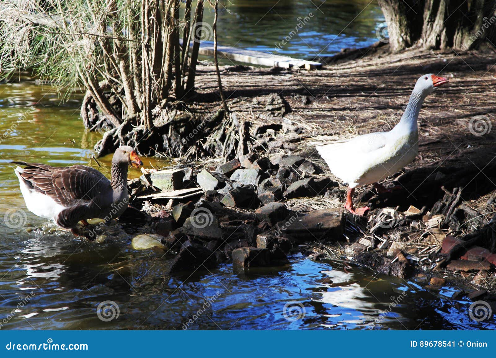 Two Geese Getting Out of the Water Stock Image - Image of white, avian ...