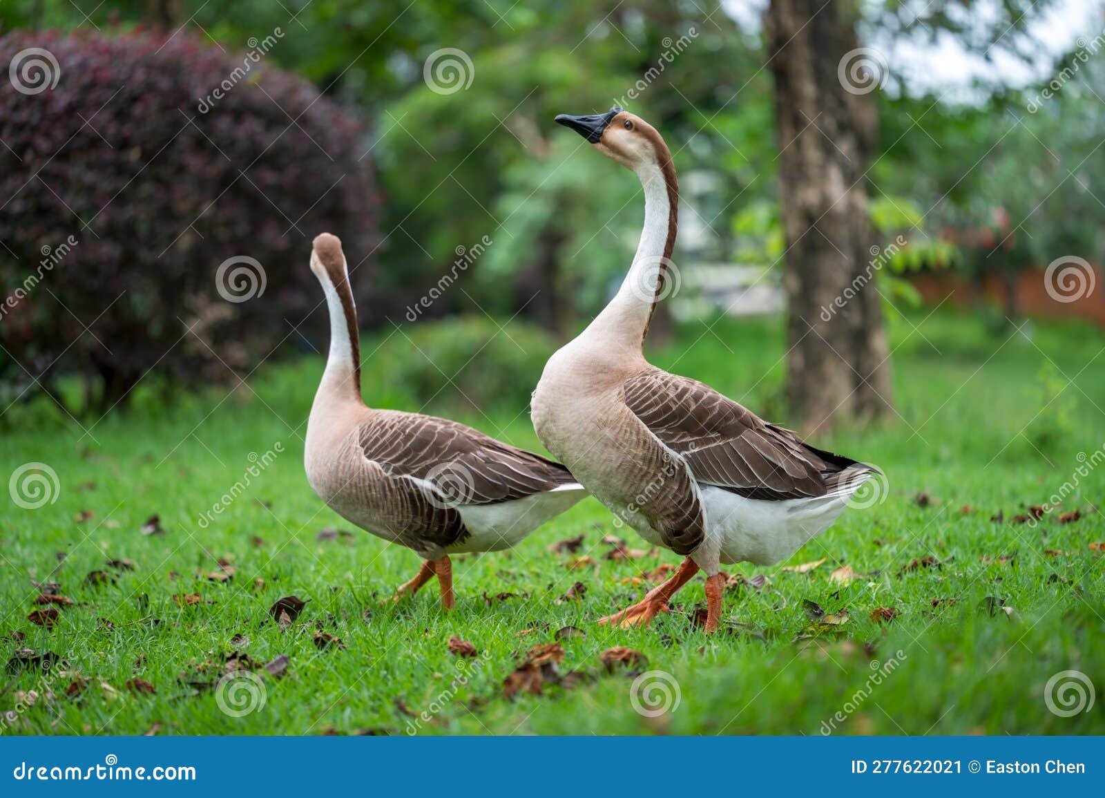 Two geese on the grass stock image. Image of nature - 277622021